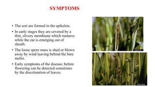 RUST AND SMUT OF OATS 48.pptx