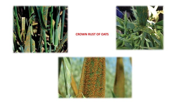 RUST AND SMUT OF OATS 48.pptx