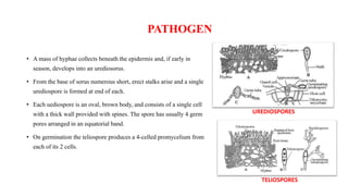 RUST AND SMUT OF OATS 48.pptx