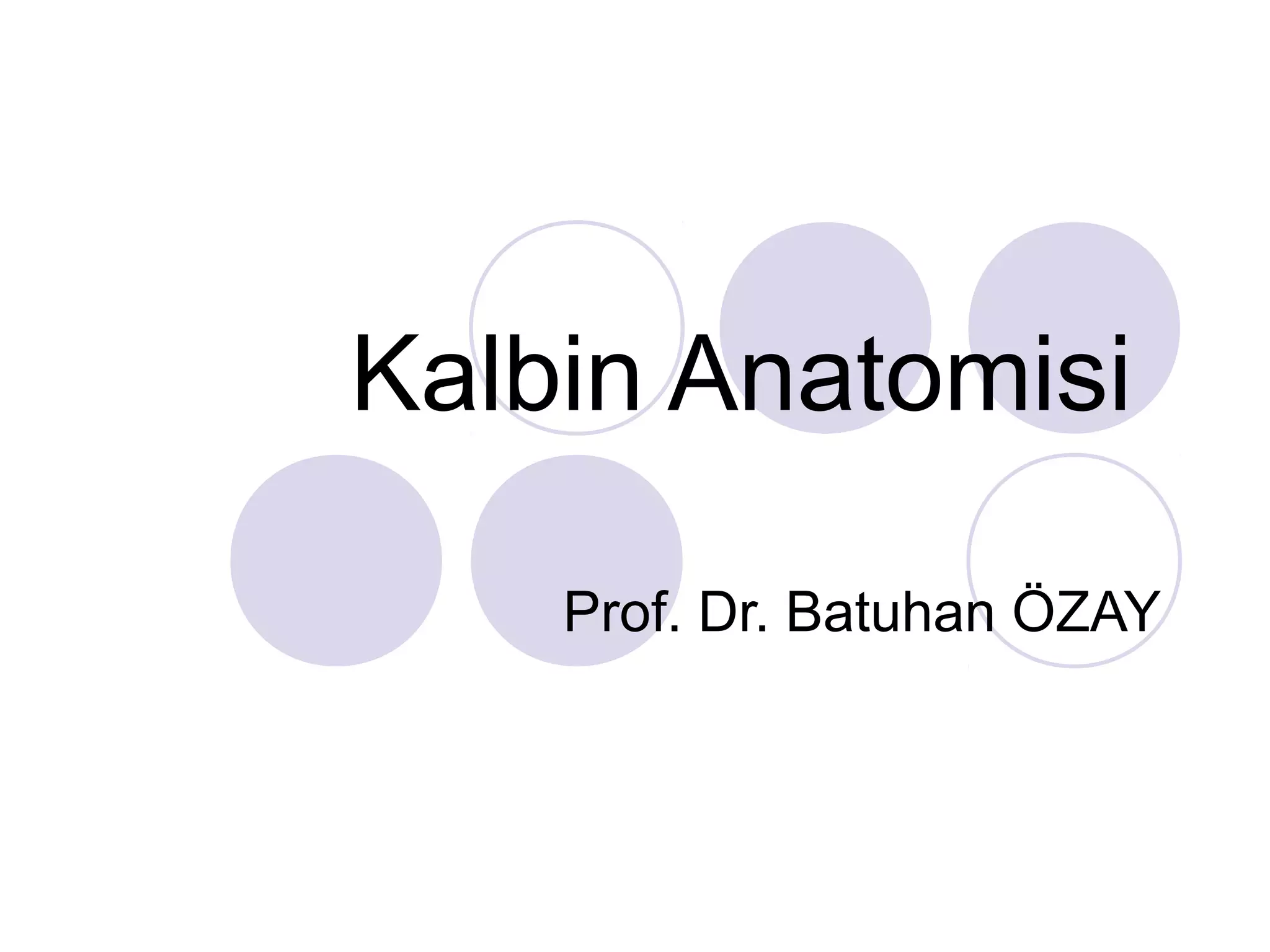 Kalbin anatomisi | PPT