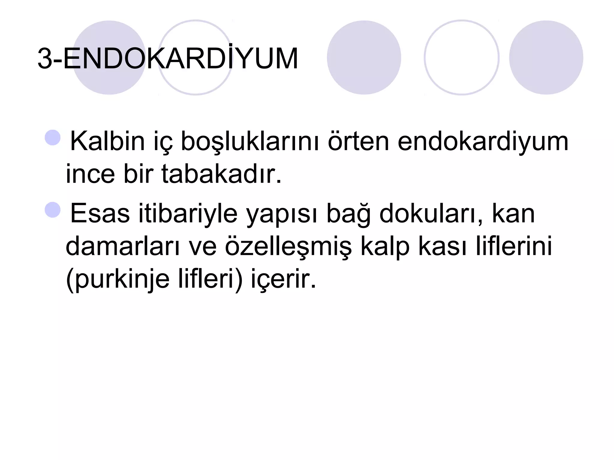 Kalbin anatomisi | PPT