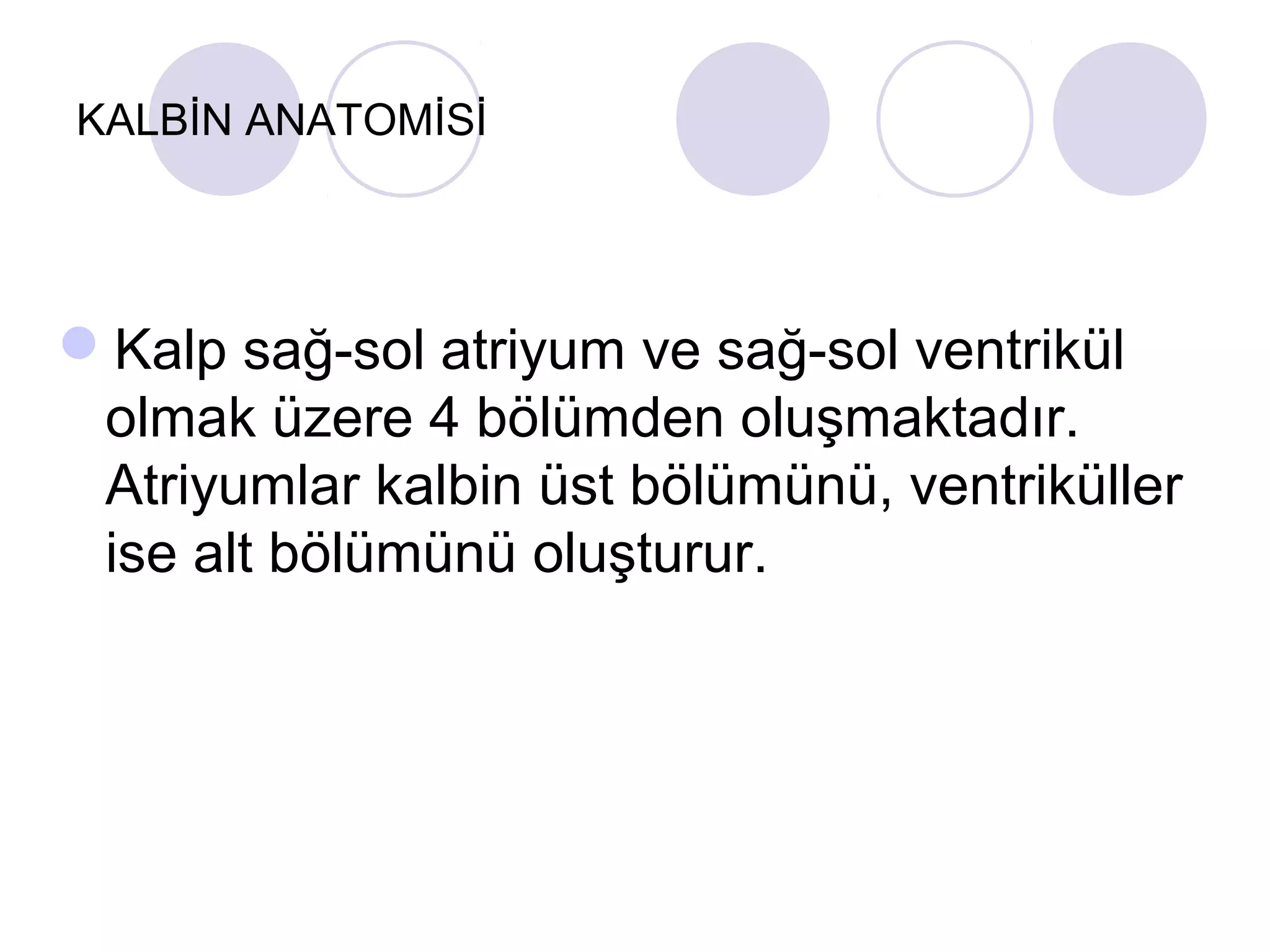 Kalbin anatomisi | PPT