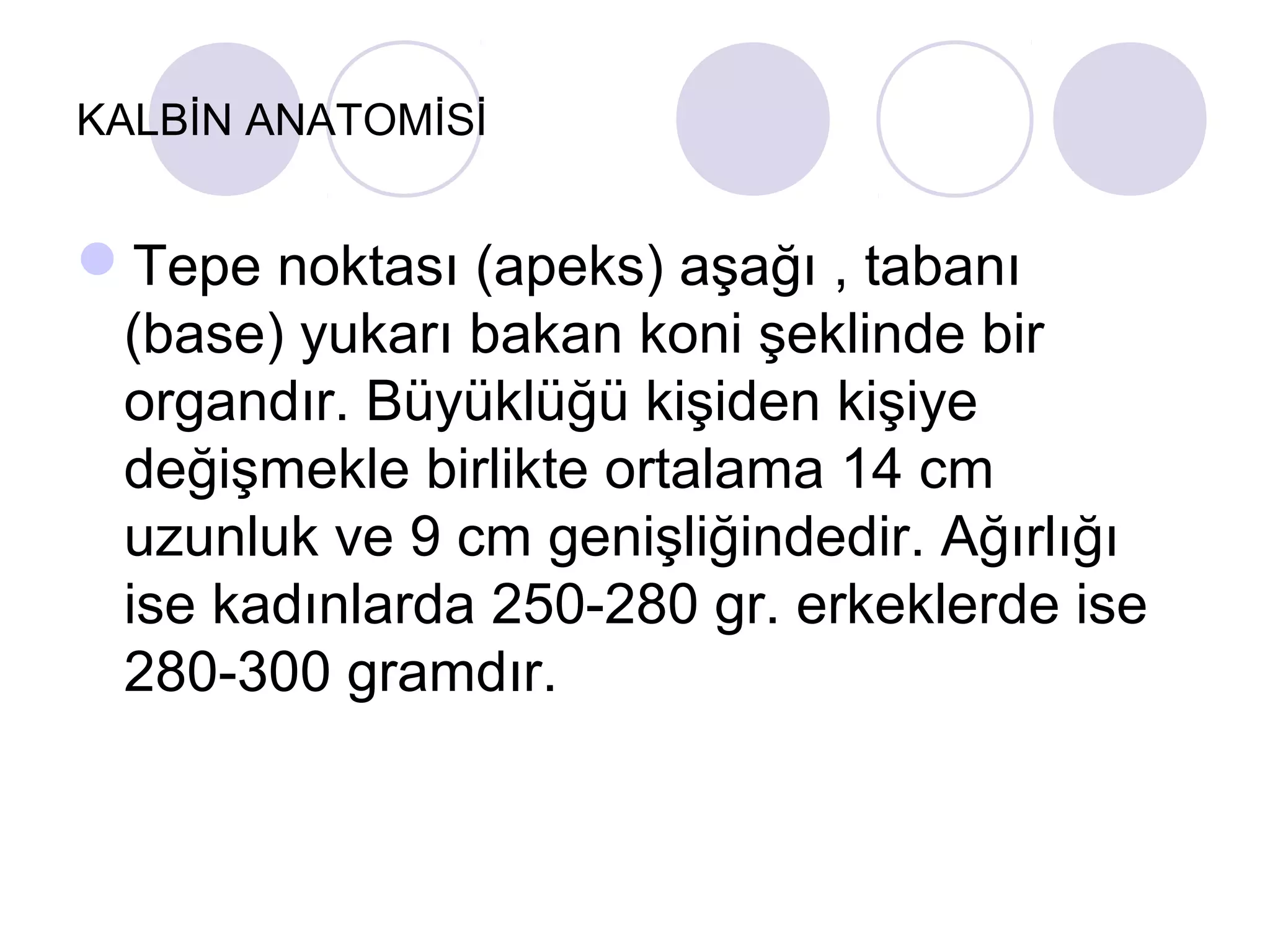 Kalbin anatomisi | PPT