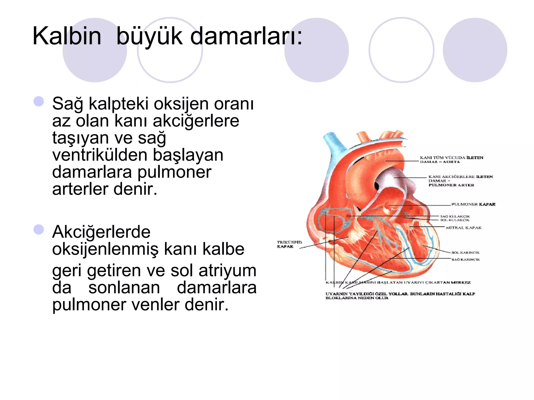 Kalbin anatomisi | PPT