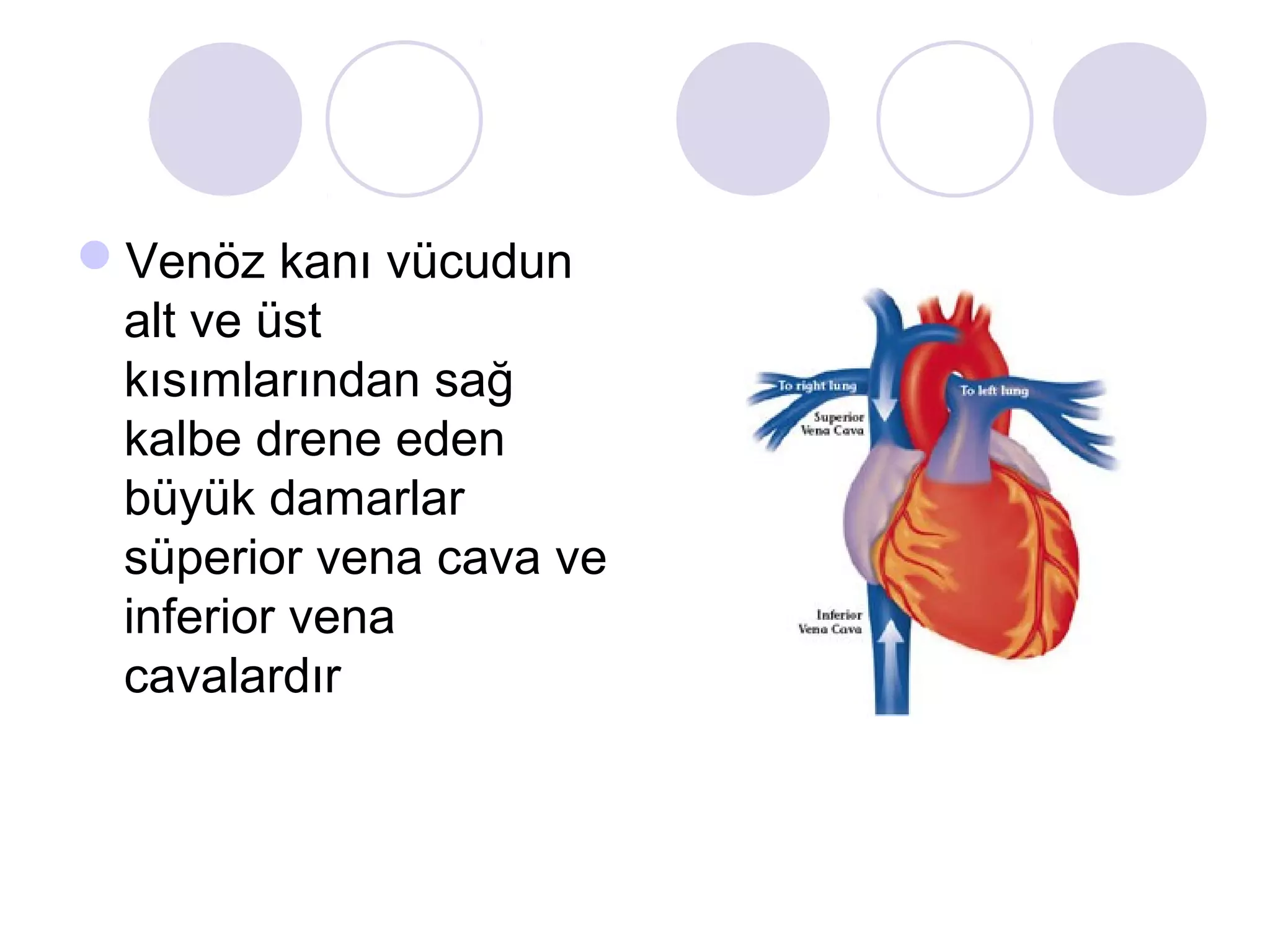 Kalbin anatomisi | PPT