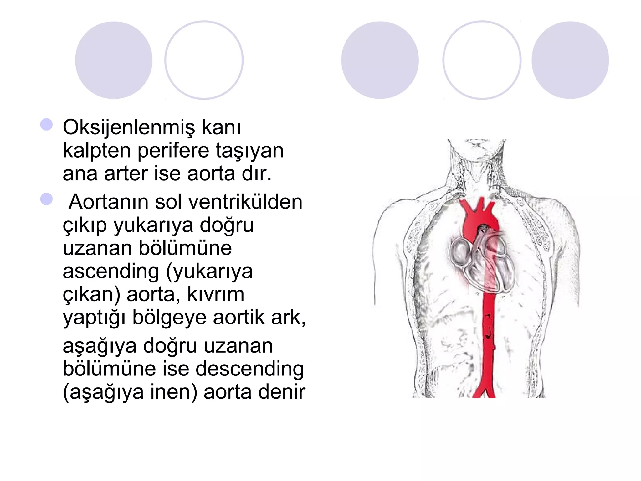 Kalbin anatomisi | PPT