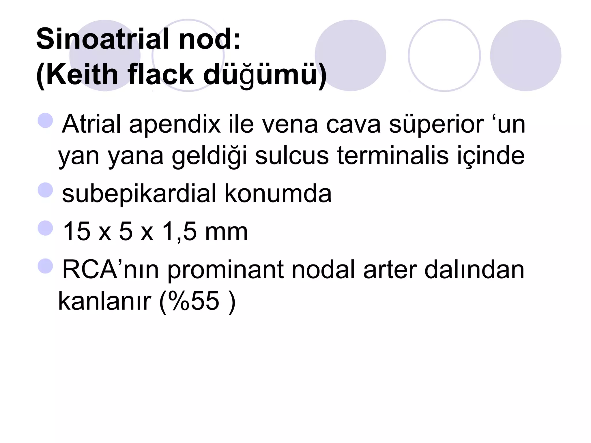 Kalbin anatomisi | PPT