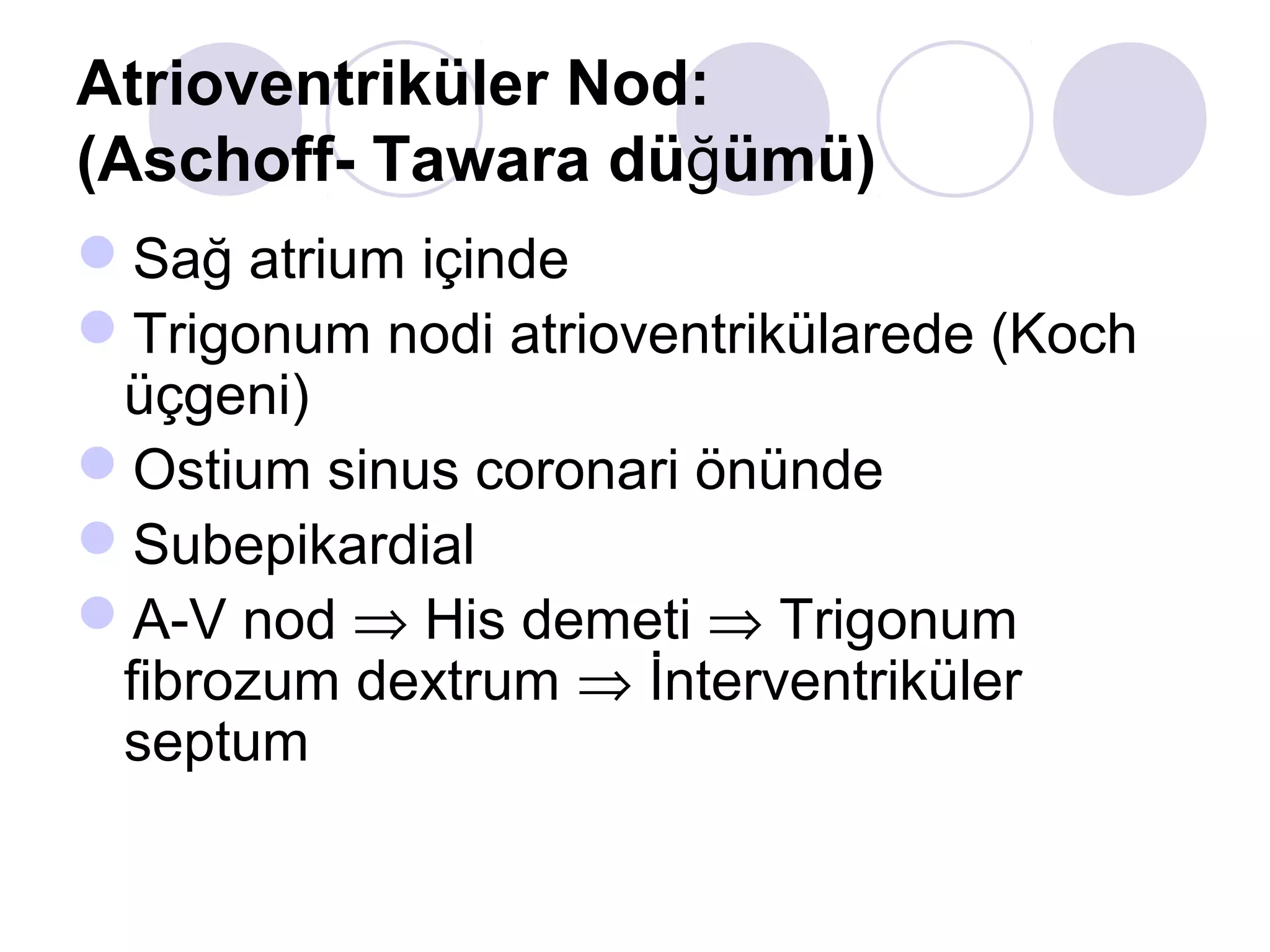 Kalbin anatomisi | PPT