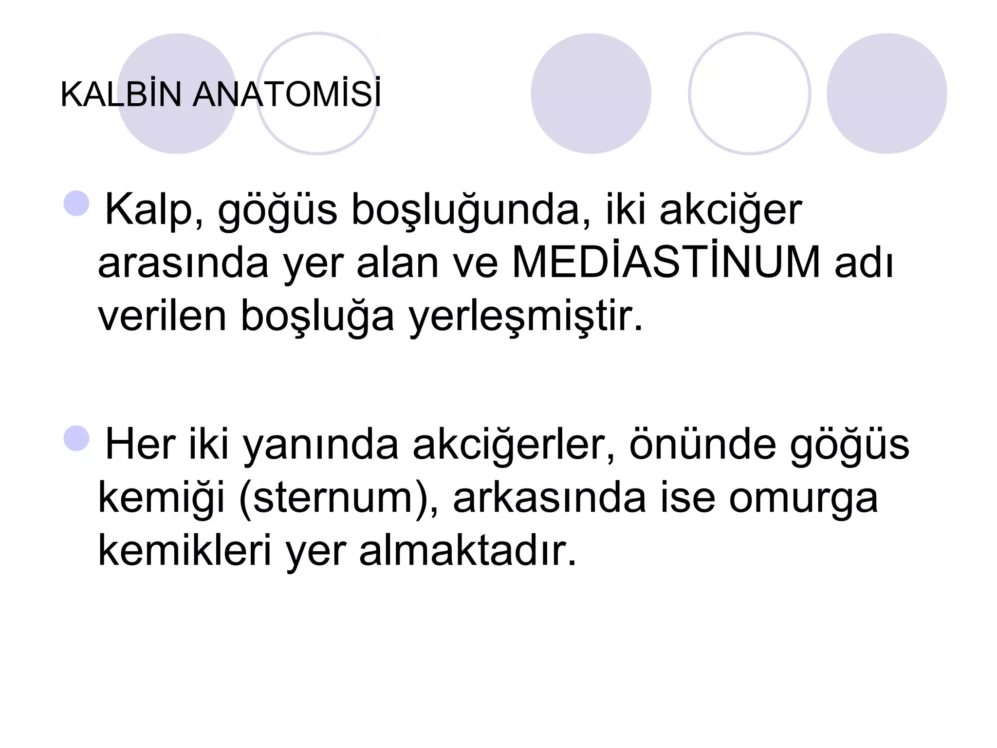Kalbin anatomisi | PPT