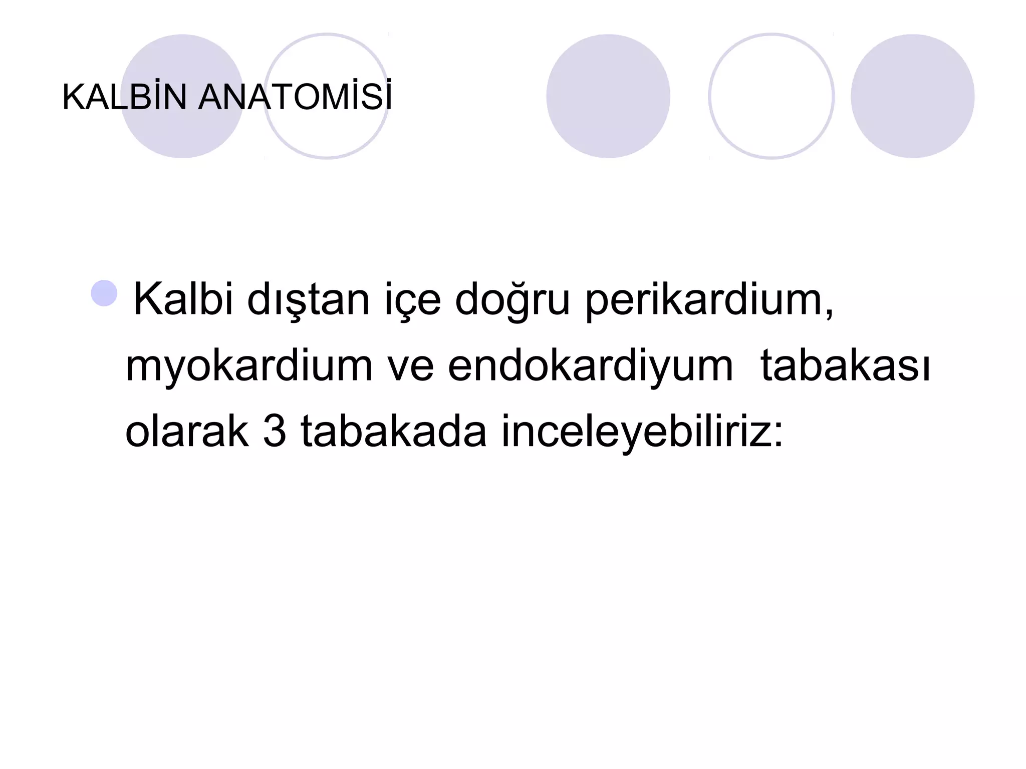 Kalbin anatomisi | PPT