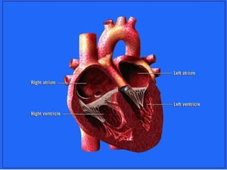Kalbin anatomisi | PPT