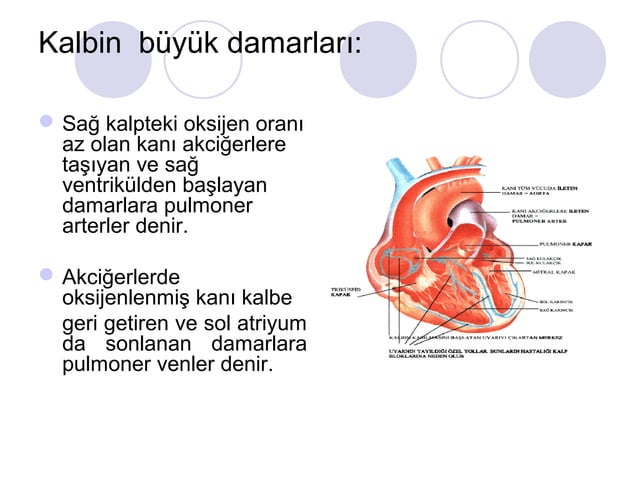 Kalbin anatomisi | PPT