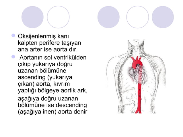 Kalbin anatomisi | PPT