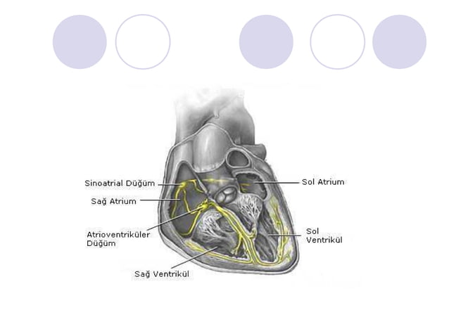 Kalbin anatomisi | PPT