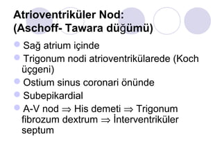 Kalbin anatomisi | PPT