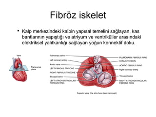Kalbin cerrahi anatomisi dr. yuksel atay | PPT