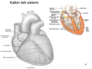 Kalbin cerrahi anatomisi dr. yuksel atay | PPT