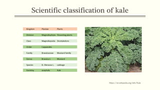 Food as Medicine: Kale | PDF