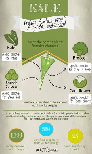 Kale Infographic