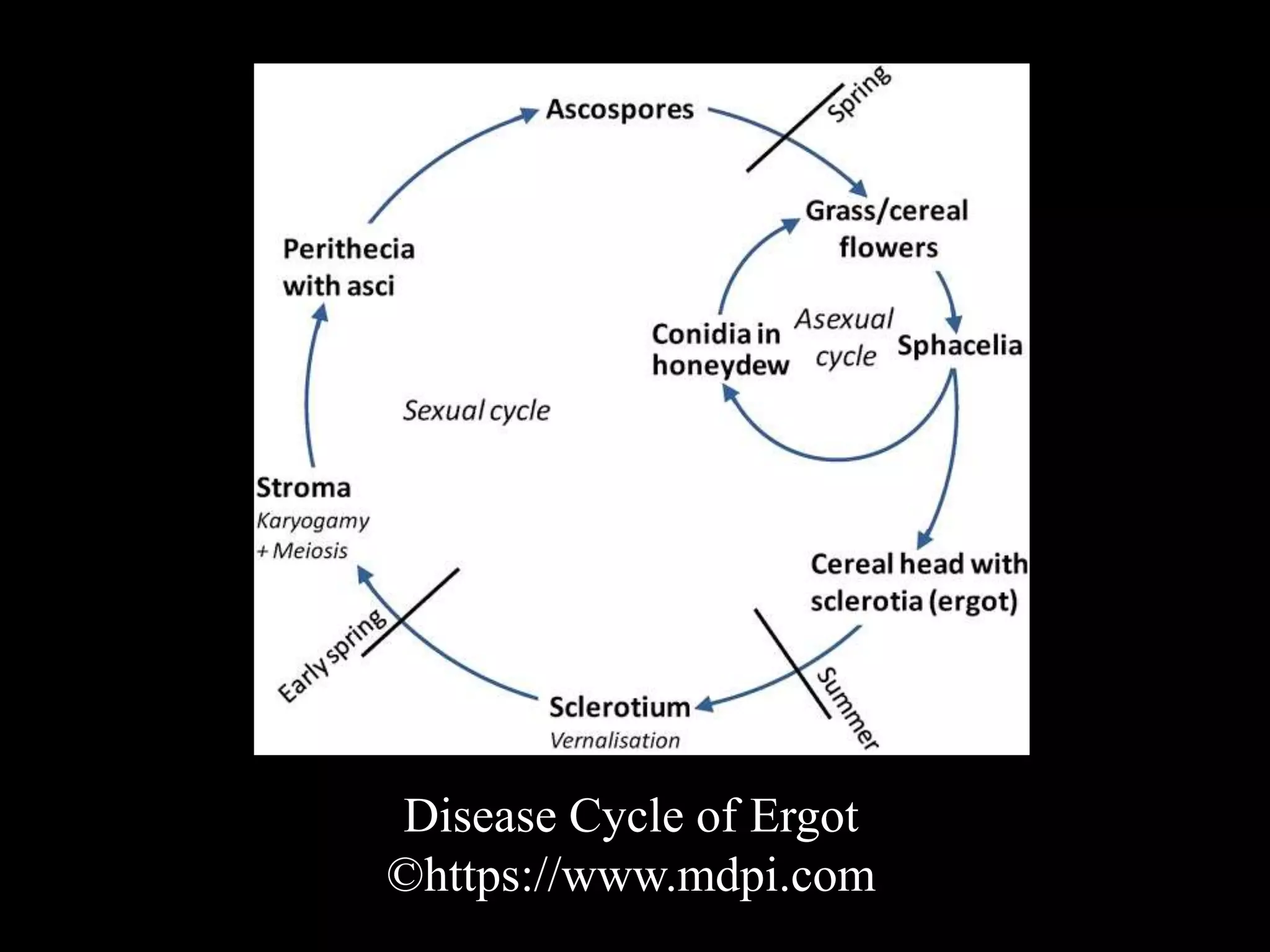 Downy mildew and Ergot of pearl millet | PPTX