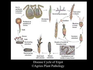 Downy mildew and Ergot of pearl millet | PPT