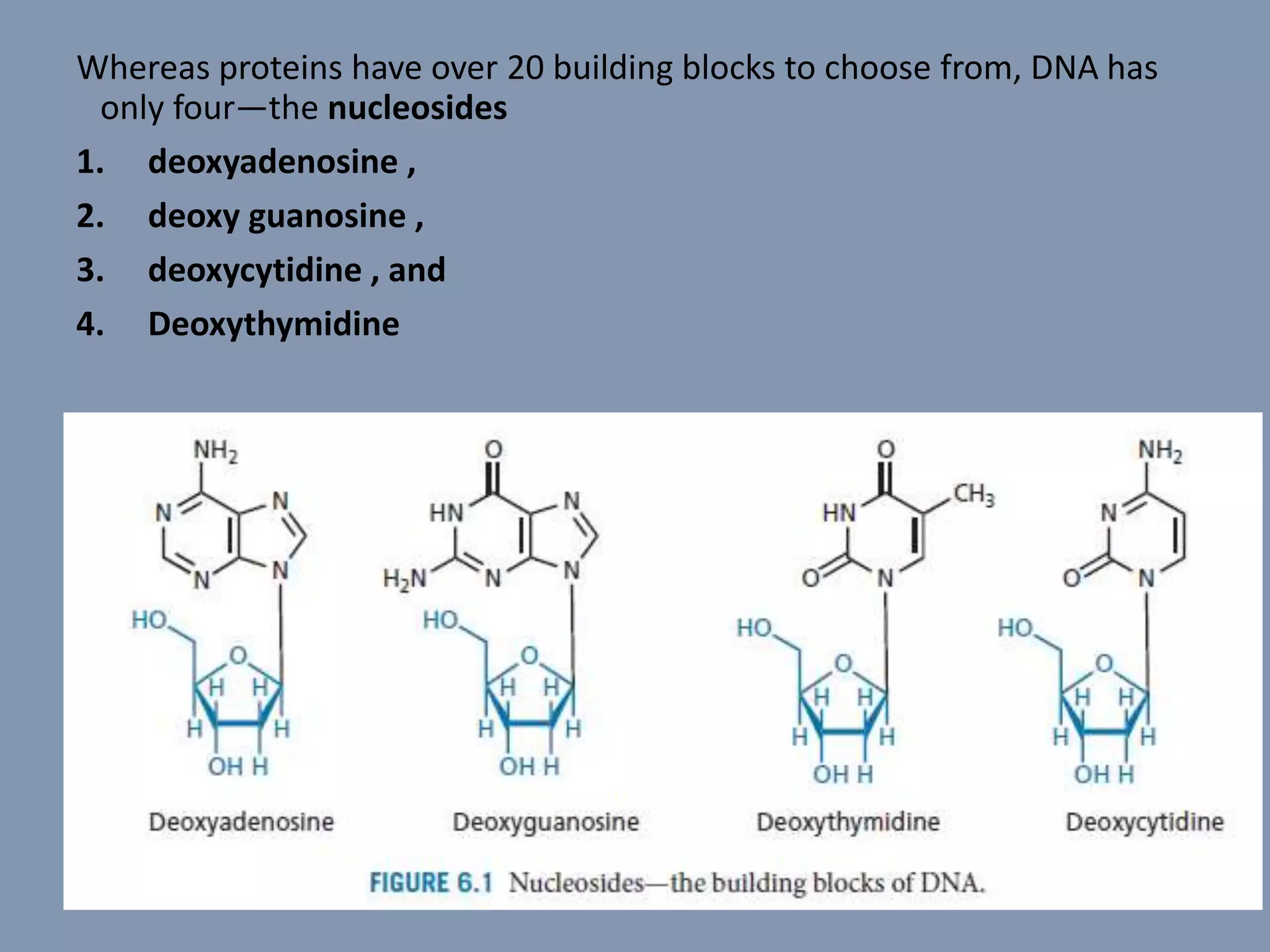Nucleic acids: structure and function | PPTX