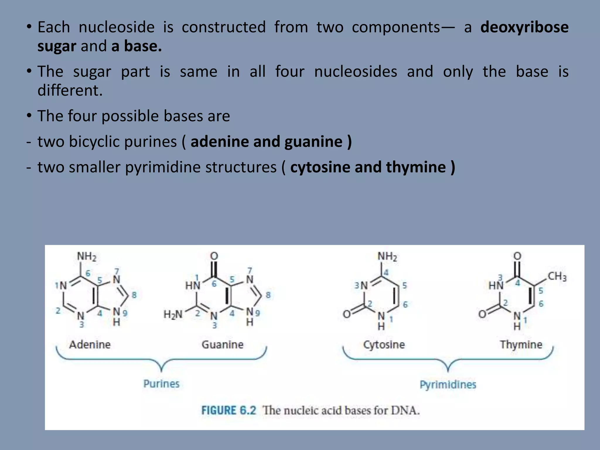 Nucleic acids: structure and function | PPTX