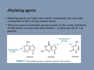 Nucleic acids: structure and function | PPTX