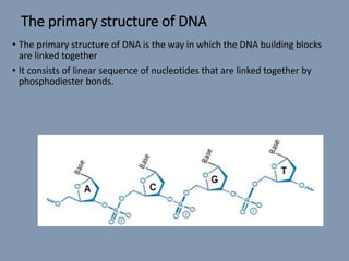Nucleic acids: structure and function | PPTX