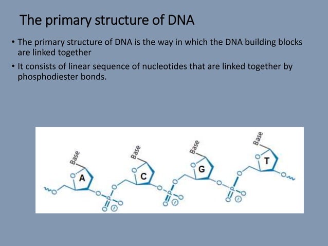 Nucleic acids: structure and function | PPTX | Chemistry | Science