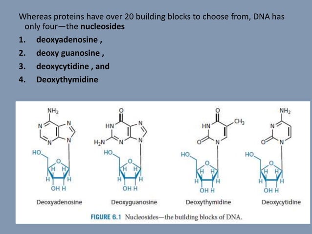 Nucleic acids: structure and function | PPTX | Chemistry | Science