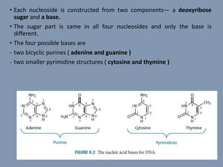 Nucleic acids: structure and function | PPTX