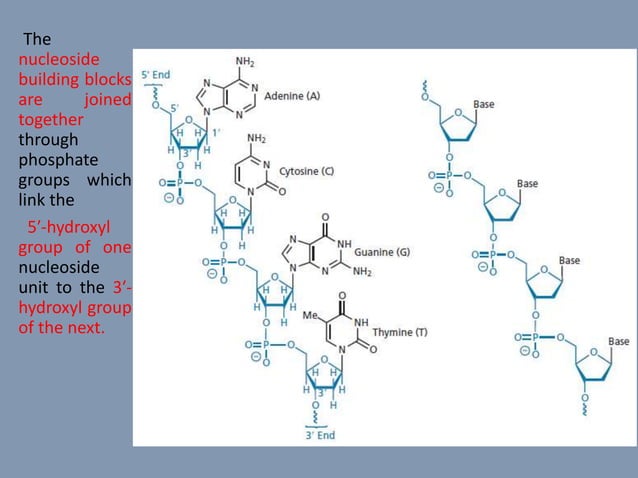 Nucleic acids: structure and function | PPTX | Chemistry | Science