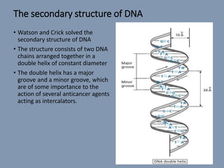 Nucleic acids: structure and function | PPTX