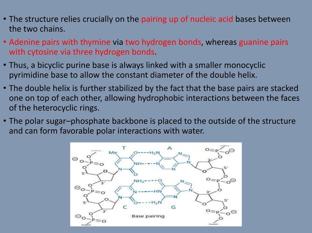 Nucleic acids: structure and function | PPTX | Chemistry | Science