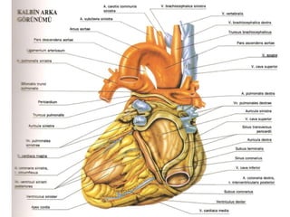 Kalp anatomisi | PPTX