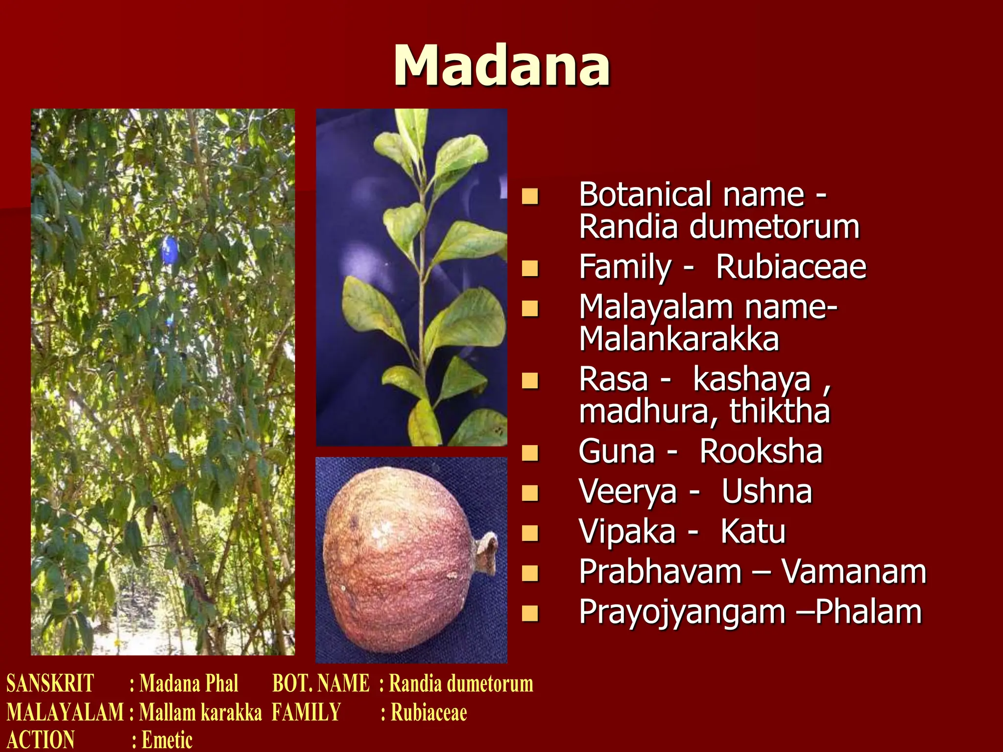 kalpa sthana charaka vamana.ppt (PPTminimizer).ppt