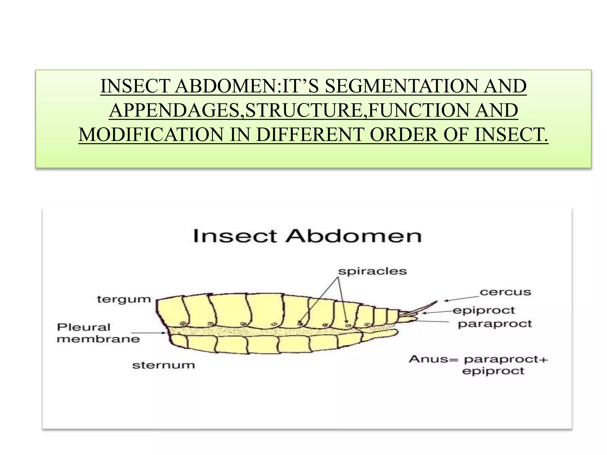 INSECT ABDOMEN:IT’S SEGMENTATION AND APPENDAGES,STRUCTURE,FUNCTION AND ...