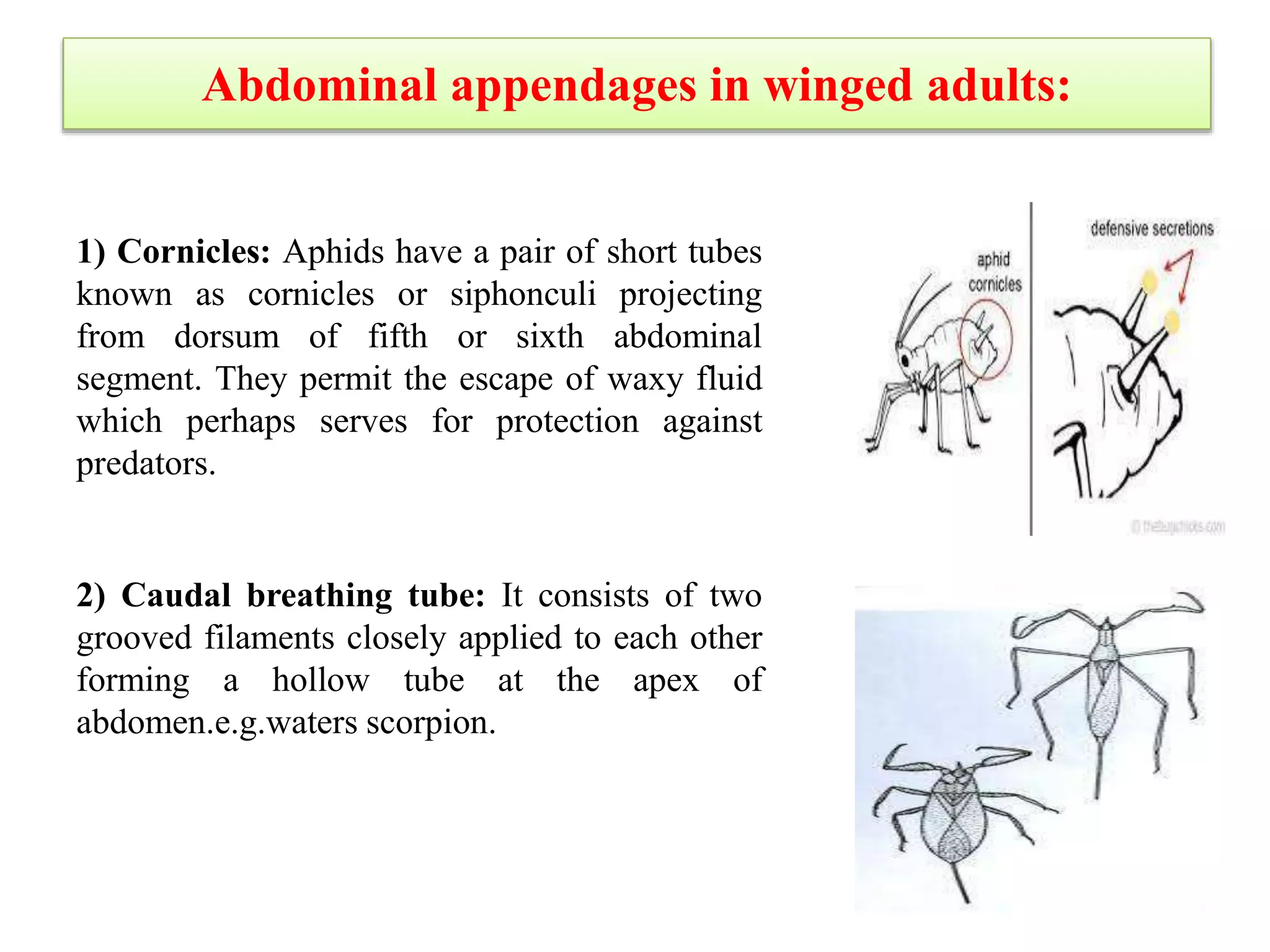 INSECT ABDOMEN:IT’S SEGMENTATION AND APPENDAGES,STRUCTURE,FUNCTION AND ...