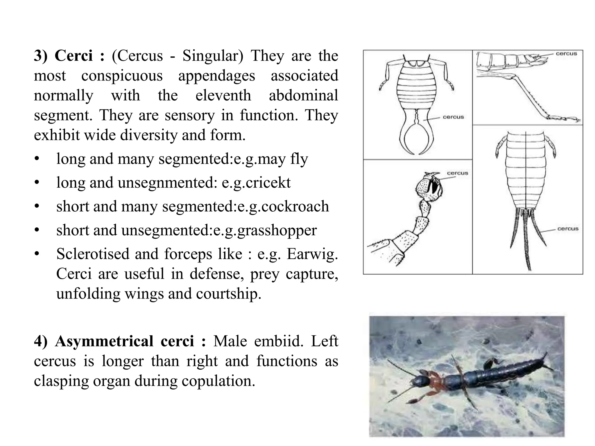 INSECT ABDOMEN:IT’S SEGMENTATION AND APPENDAGES,STRUCTURE,FUNCTION AND MODIFICATION IN DIFFERENT ...