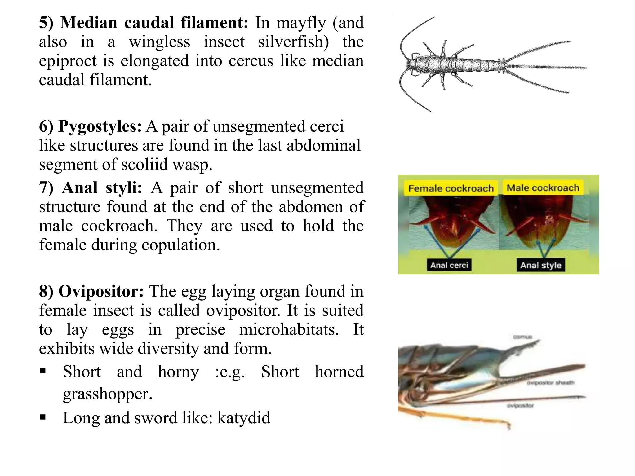 INSECT ABDOMEN:IT’S SEGMENTATION AND APPENDAGES,STRUCTURE,FUNCTION AND MODIFICATION IN DIFFERENT ...