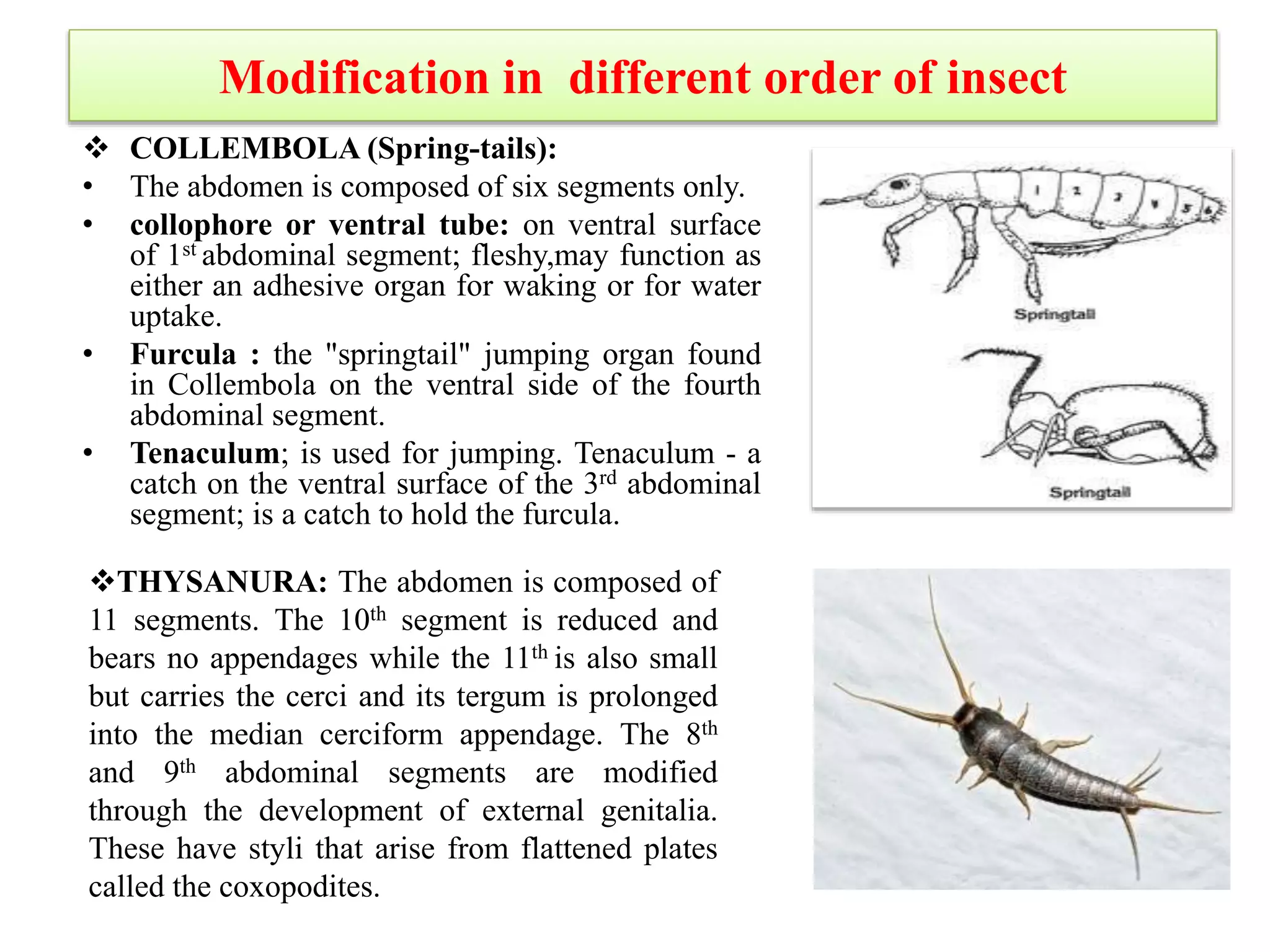 INSECT ABDOMEN:IT’S SEGMENTATION AND APPENDAGES,STRUCTURE,FUNCTION AND MODIFICATION IN DIFFERENT ...