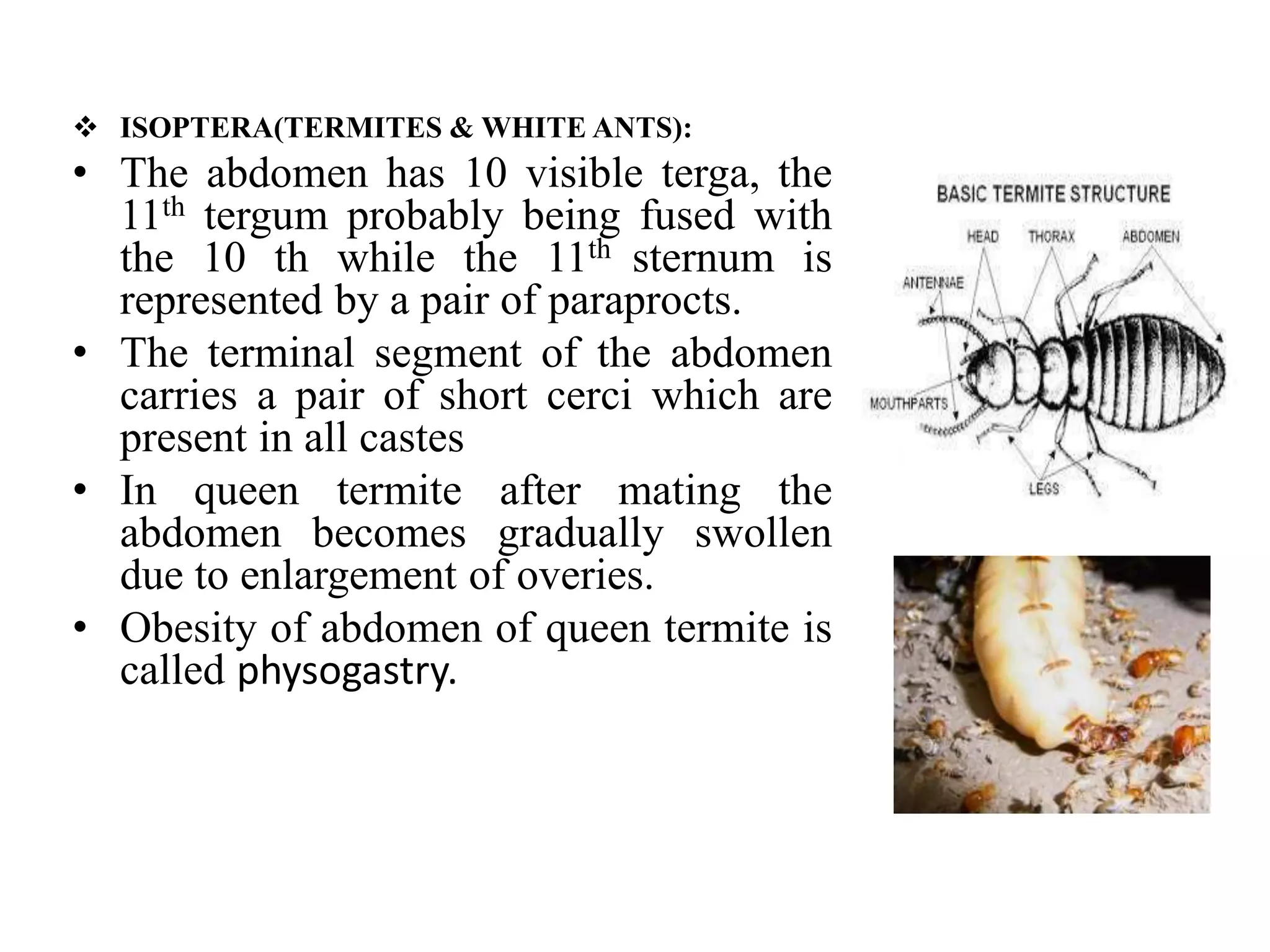 INSECT ABDOMEN:IT’S SEGMENTATION AND APPENDAGES,STRUCTURE,FUNCTION AND ...