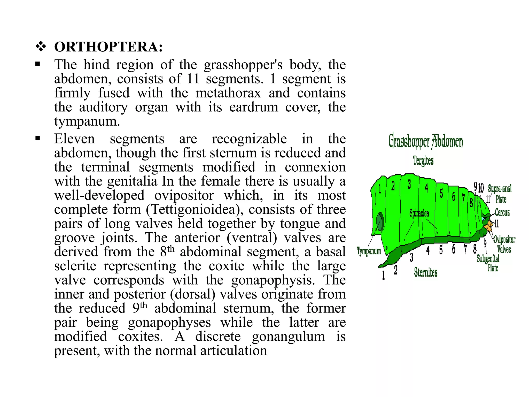 INSECT ABDOMEN:IT’S SEGMENTATION AND APPENDAGES,STRUCTURE,FUNCTION AND ...