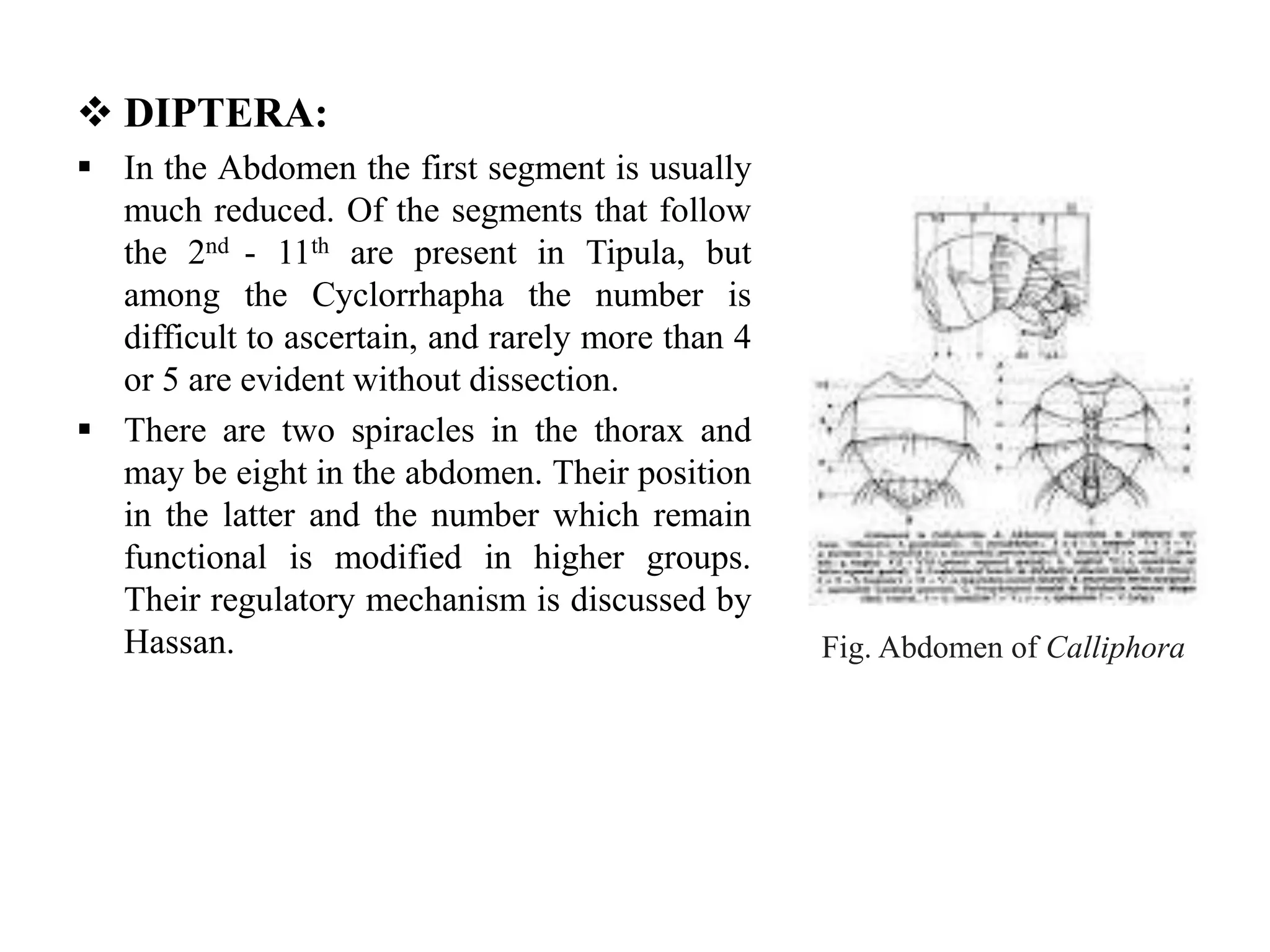 INSECT ABDOMEN:IT’S SEGMENTATION AND APPENDAGES,STRUCTURE,FUNCTION AND ...