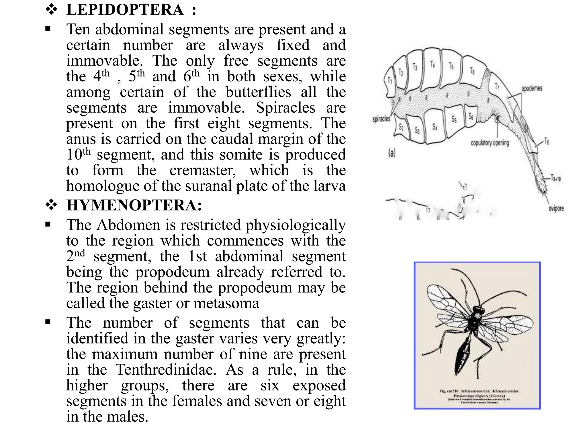 INSECT ABDOMEN:IT’S SEGMENTATION AND APPENDAGES,STRUCTURE,FUNCTION AND ...
