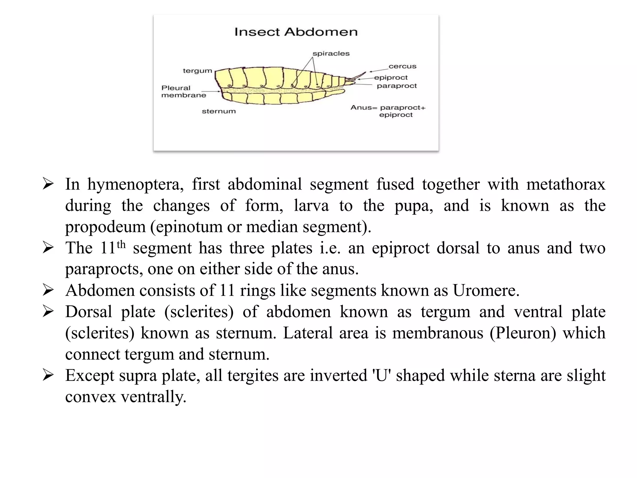 INSECT ABDOMEN:IT’S SEGMENTATION AND APPENDAGES,STRUCTURE,FUNCTION AND ...