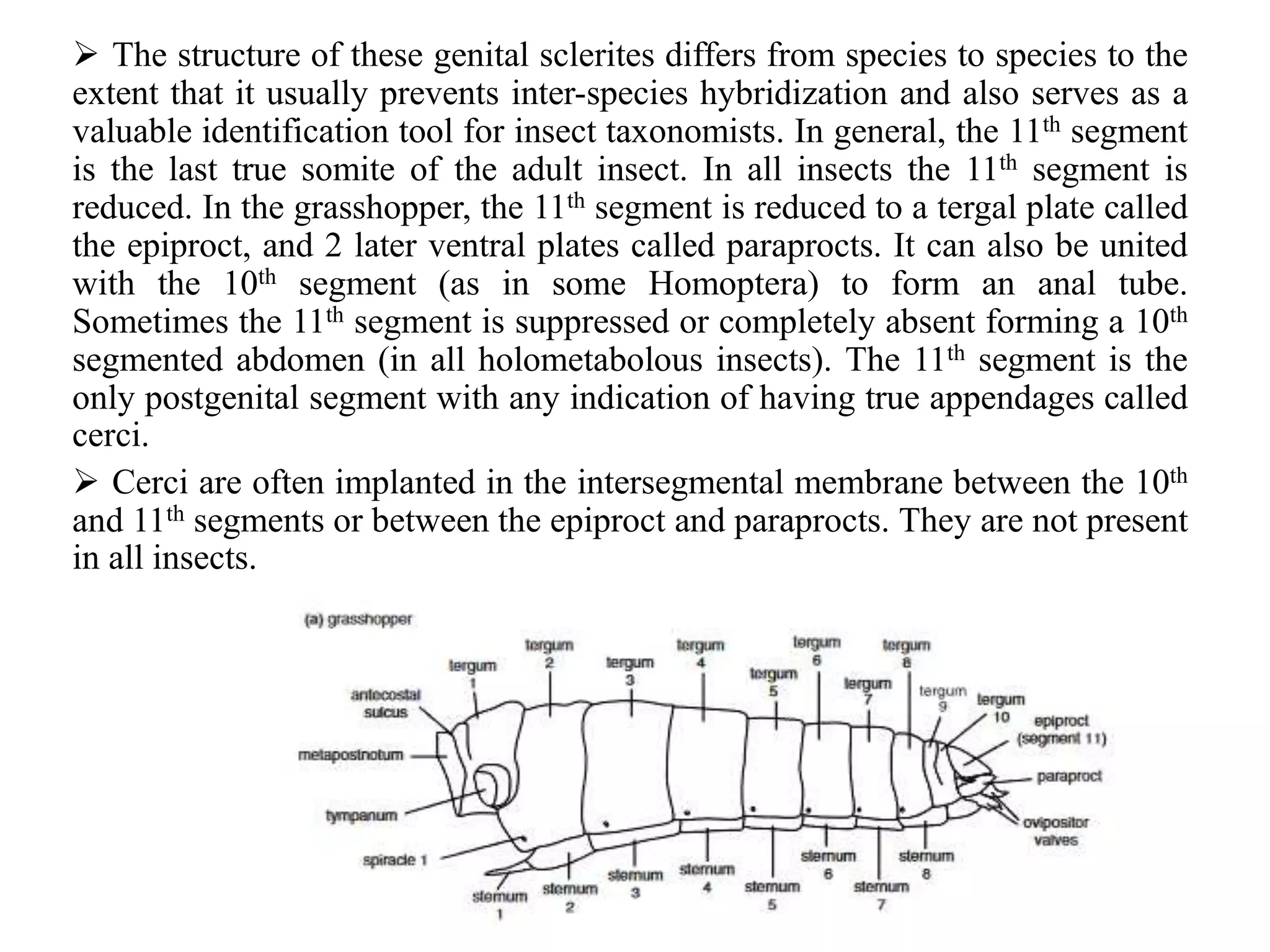 INSECT ABDOMEN:IT’S SEGMENTATION AND APPENDAGES,STRUCTURE,FUNCTION AND ...