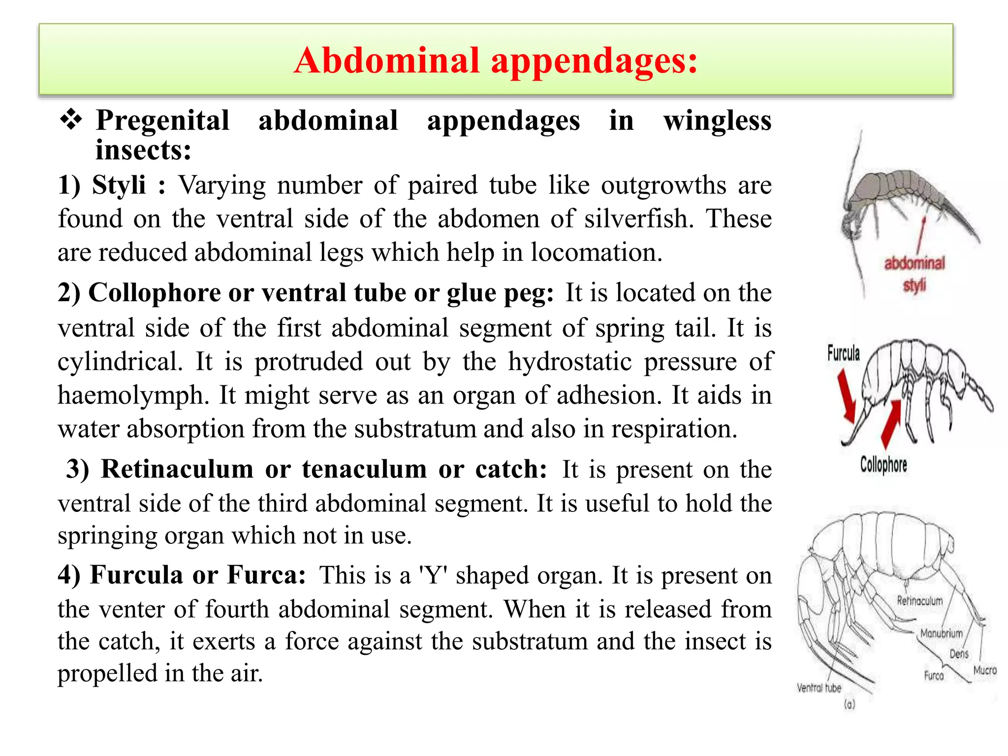 INSECT ABDOMEN:IT’S SEGMENTATION AND APPENDAGES,STRUCTURE,FUNCTION AND ...