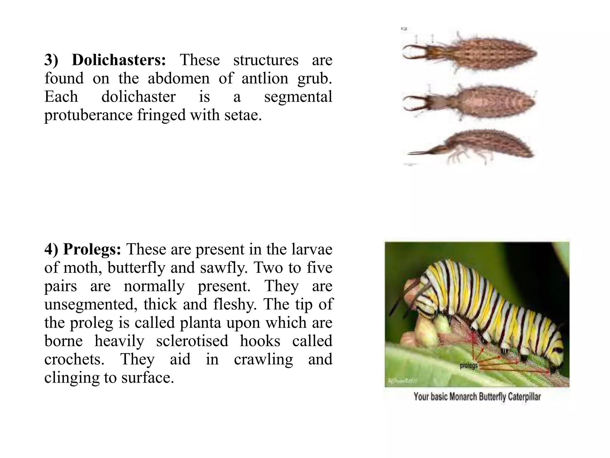 INSECT ABDOMEN:IT’S SEGMENTATION AND APPENDAGES,STRUCTURE,FUNCTION AND ...